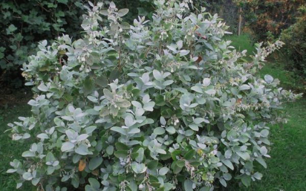 Zenobia pulverolenta - Codiferro Master Gardener