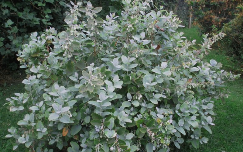 Zenobia pulverolenta - Codiferro Master Gardener