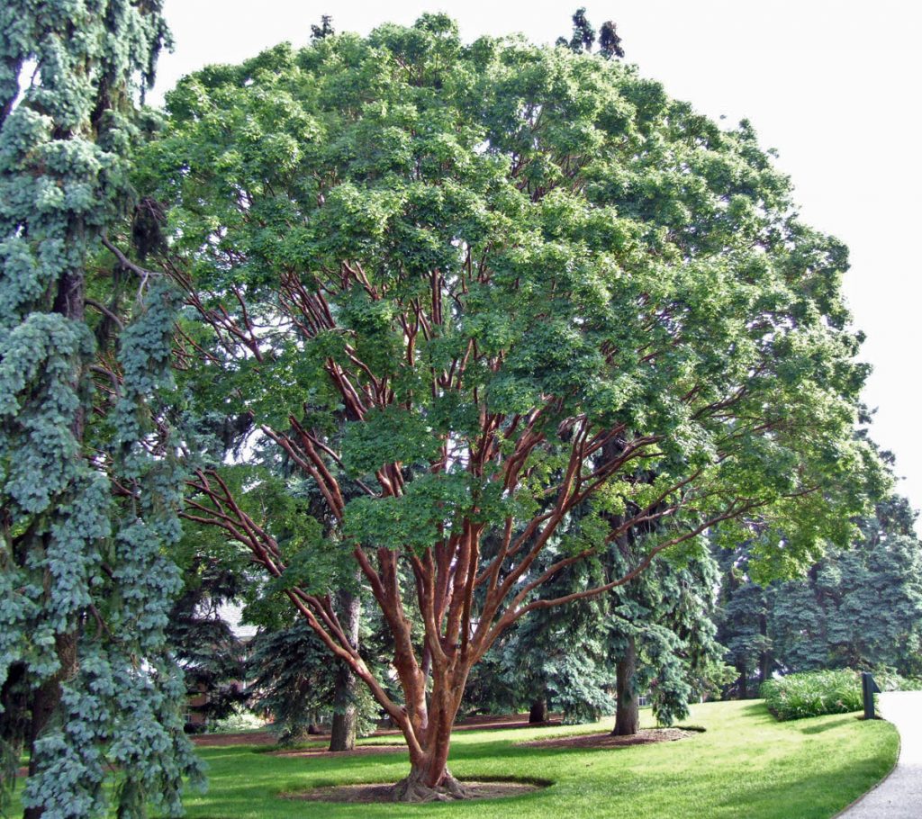 Acero, potatura, cura e varietà di un albero splendido