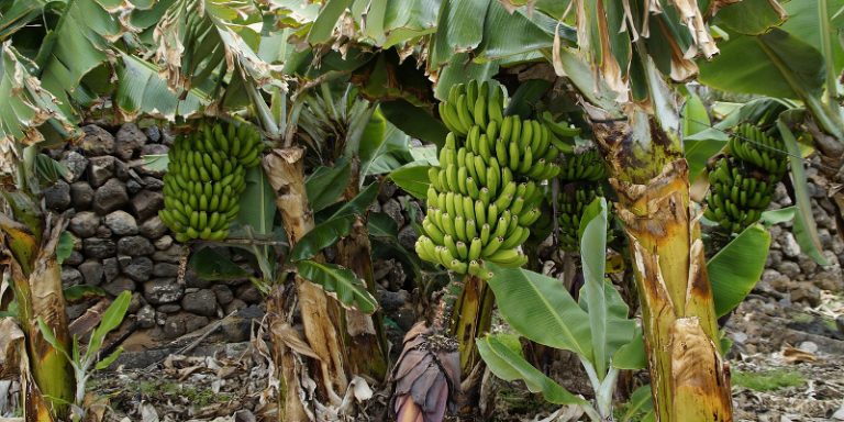 Banano, coltivazione e consigli per la cura - Codiferro Master Gardener