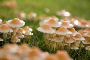 Funghi tipi, benefici e proprietà - Codiferro Master Gardener