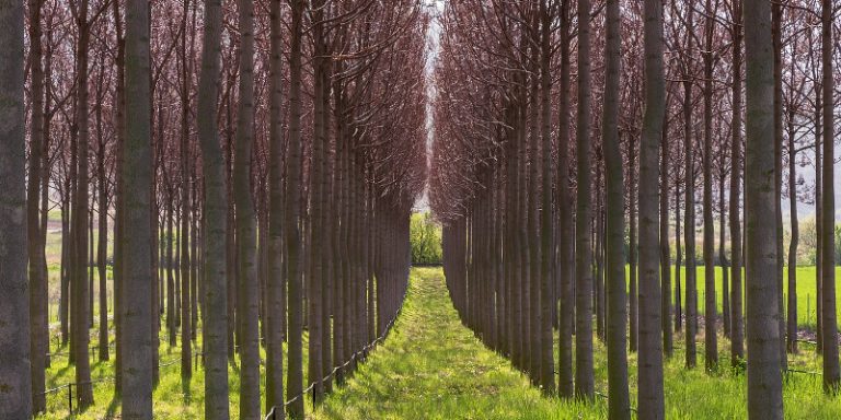 Paulownia, coltivazione e cura - Codiferro Master Gardener