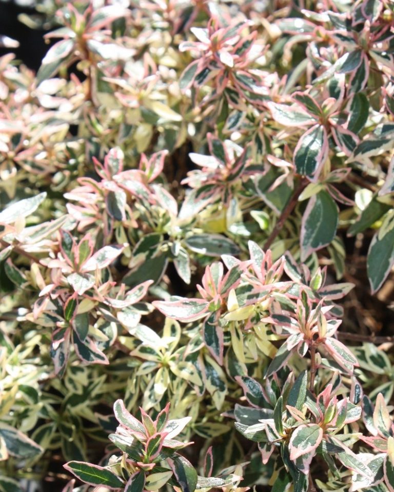 Abelia x grandiflora “Confetti” - Codiferro Master Gardener