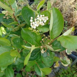 Aronia nera - Aronia melanocarpa ‘Viking’ - Codiferro Master Gardener