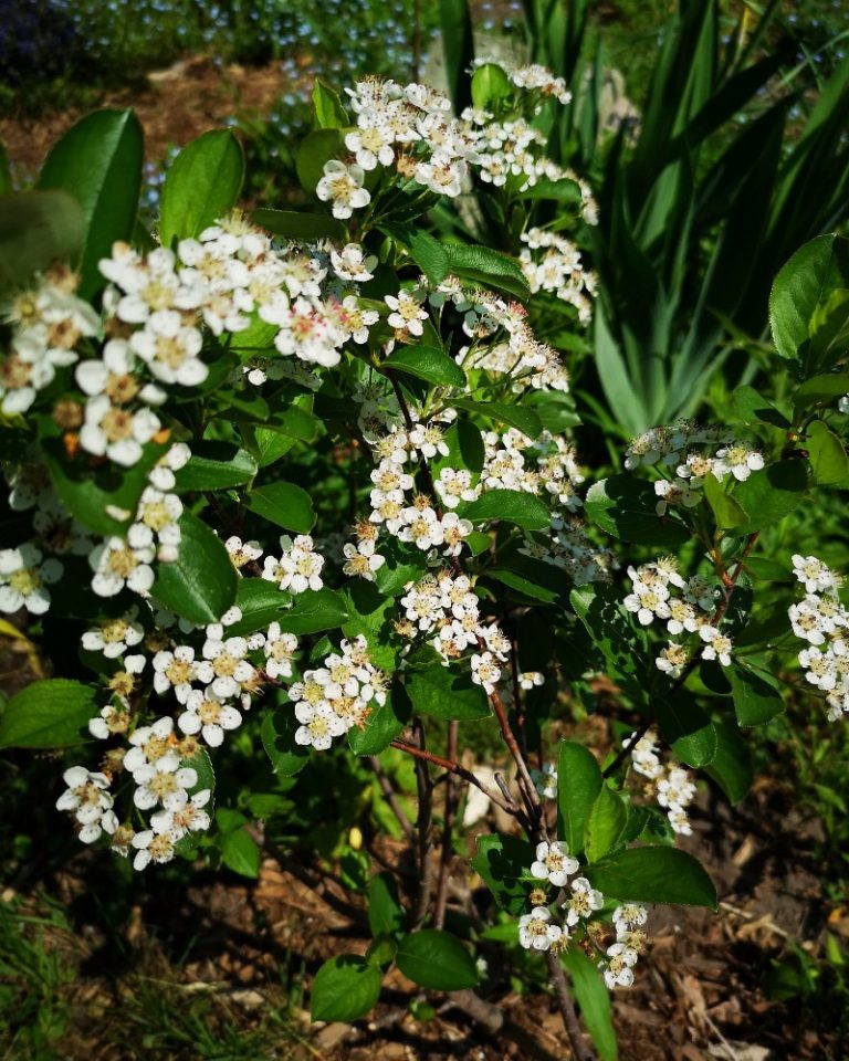 Aronia nera - Aronia melanocarpa ‘Viking’ - Codiferro Master Gardener