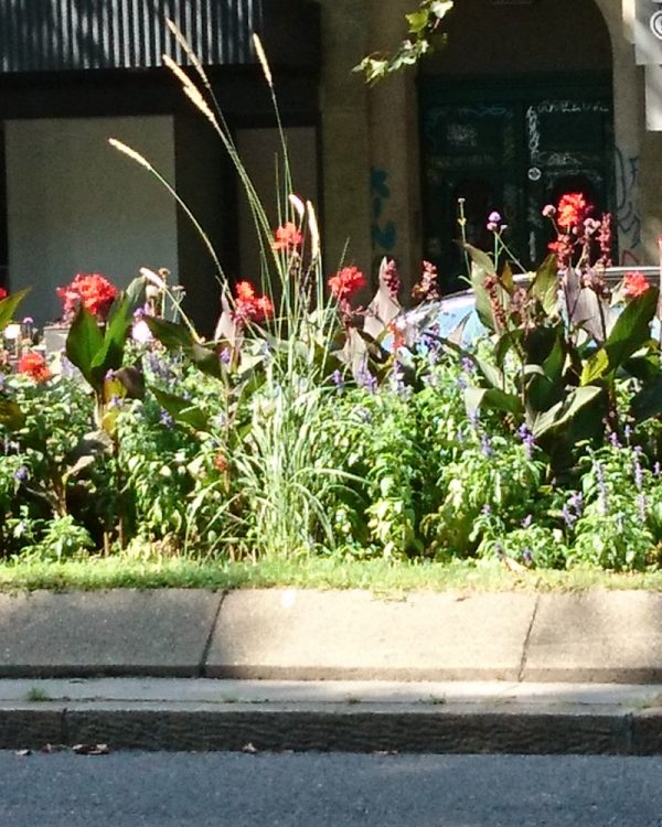 Canna indica – Canna d’India - Codiferro Master Gardener