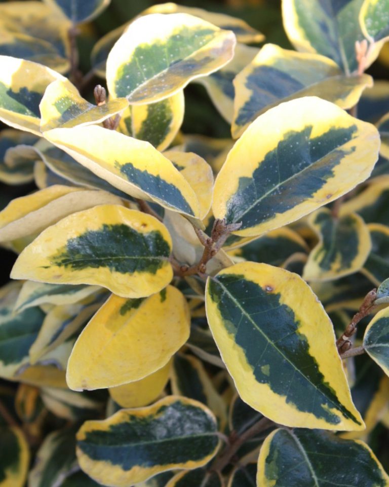 Elaeagnus x submacrophylla “Gilt Edge” - Codiferro Master Gardener