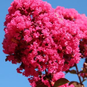 Lagerstroemia indica ‘Watermelon Red’ - Codiferro Master Gardener