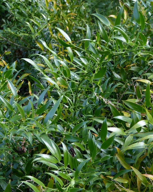 Ruscus racemosus - Danae racemosus - Codiferro Master Gardener