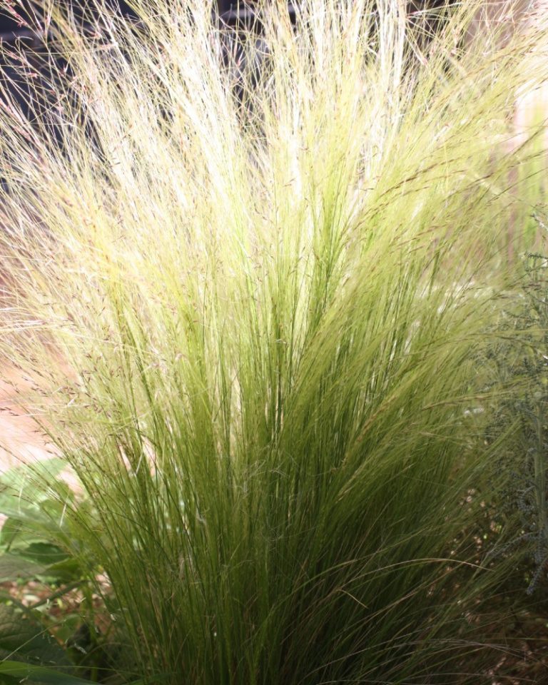 Stipa tenuissima - Codiferro Master Gardener