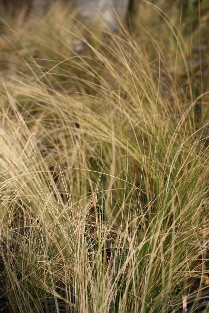 Stipa tenuissima - Codiferro Master Gardener