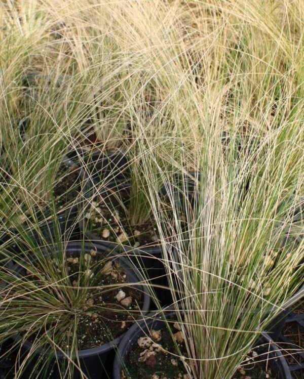 Stipa tenuissima - Codiferro Master Gardener