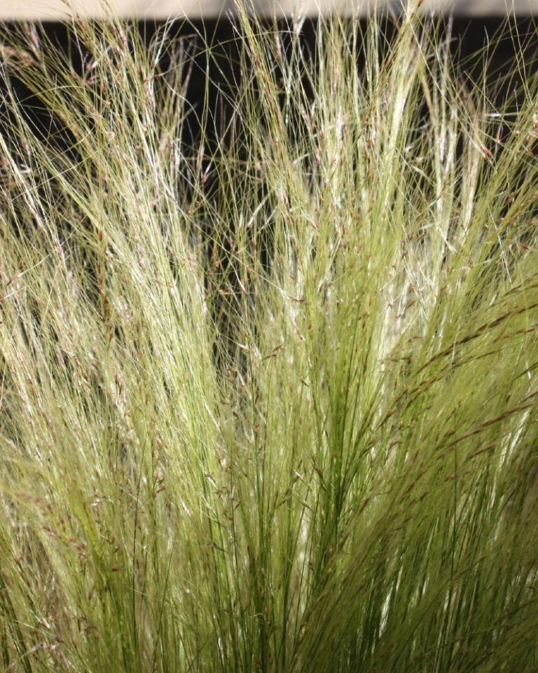 Stipa tenuissima - Codiferro Master Gardener
