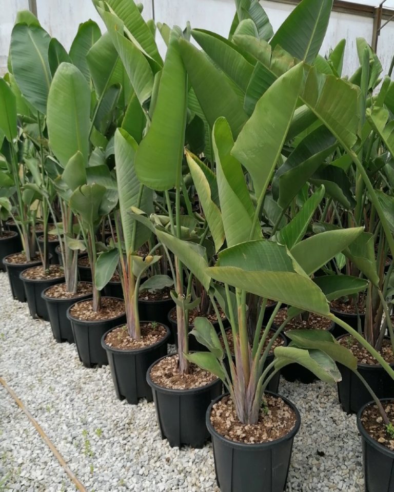 Strelitzia nicolai - White bird of paradise - Strelitzia alba subsp ...