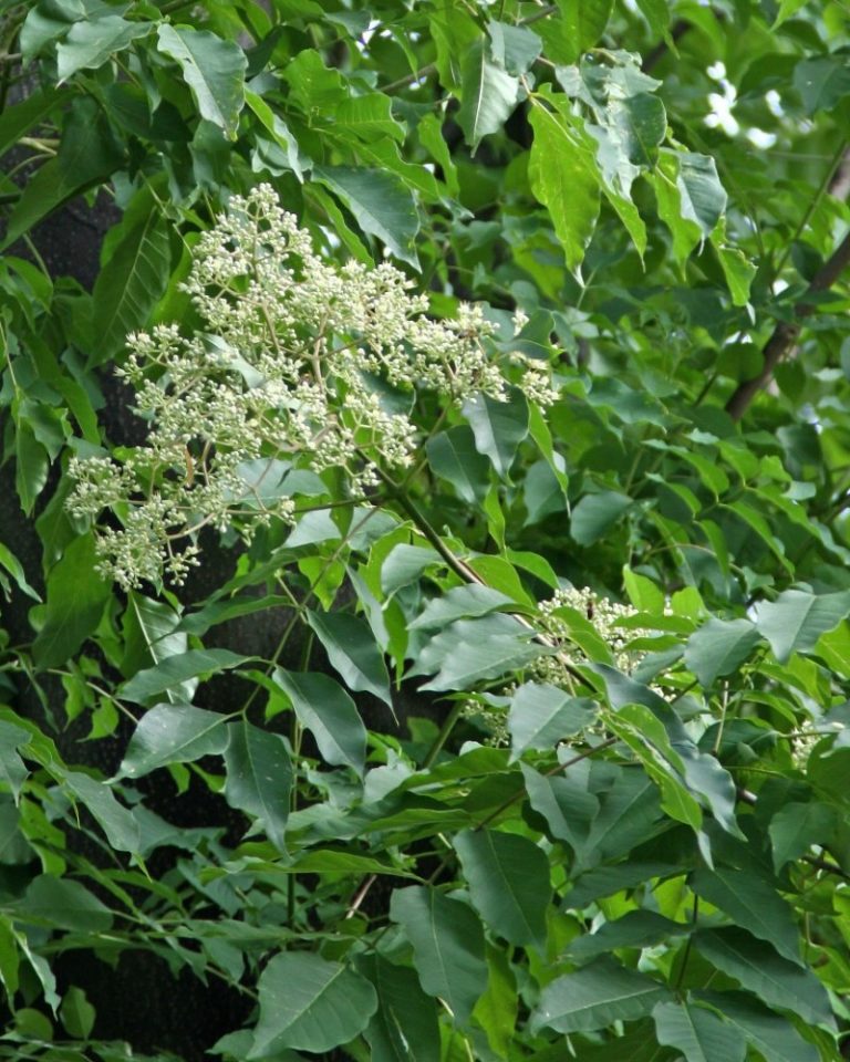 Tetradium daniellii – Albero del miele – Evodia daniellii – Bee bee ...