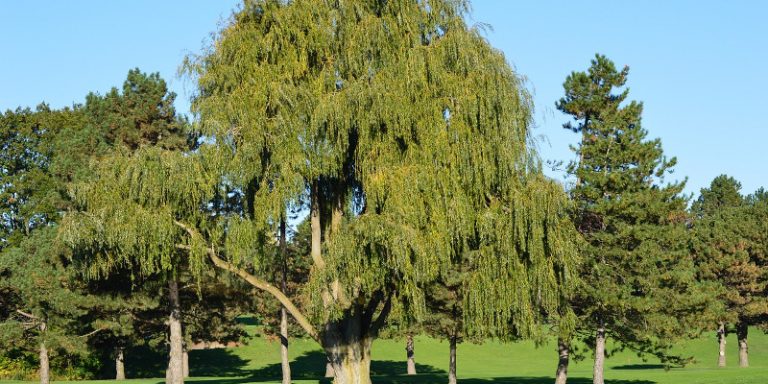 Salice, cura, coltivazione e varietà - Codiferro Master Gardener