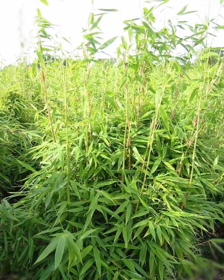 Fargesia murielae ‘Simba’ - Umbrella Bamboo ‘Simba’ - Codiferro Master ...