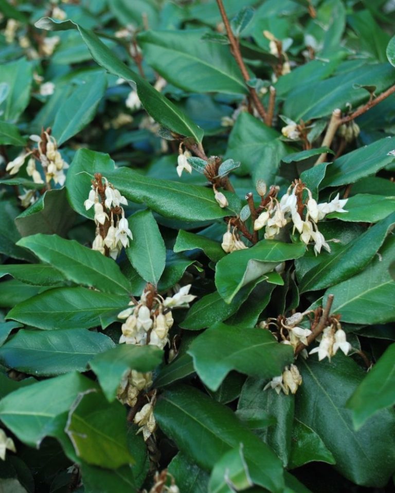 Eleagnus x ebbingei - Eleagno ebbingei - Codiferro Master Gardener