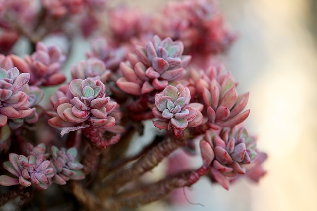 Piante succulente: cura - Codiferro Master Gardener
